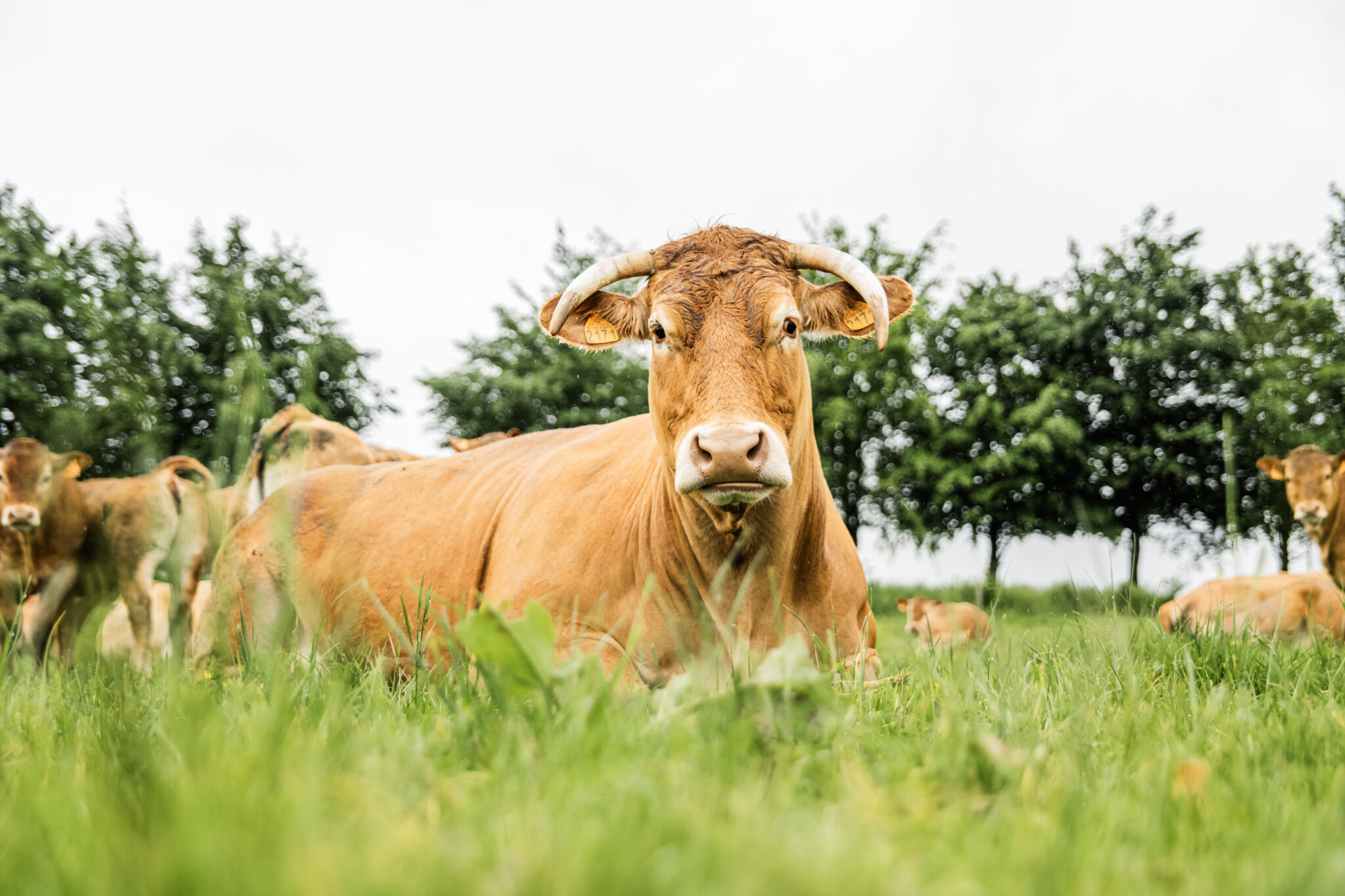 Hausse des prix de la viande bovine en Belgique et en Europe ...